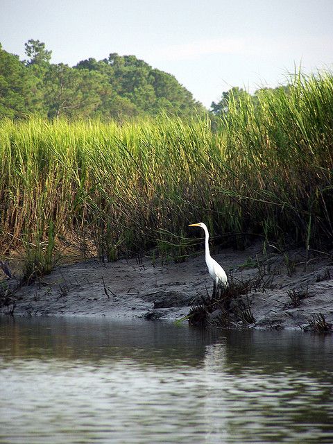 Marshes & Wetlands of The Lowcountry – Palmera Vacation Club – Palmera Go
